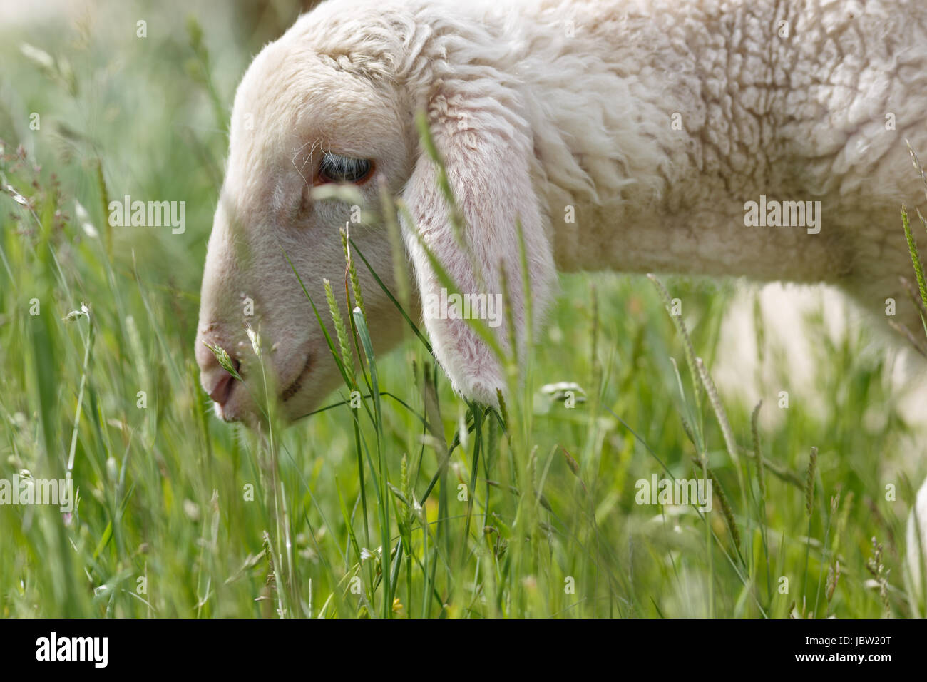 Blockhead animals hi-res stock photography and images - Alamy