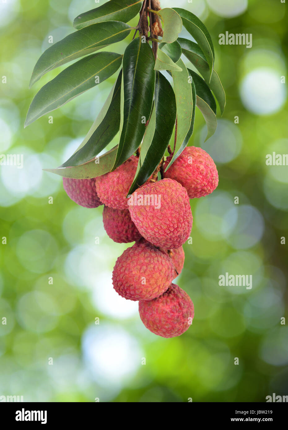 Fresh lychee on tree in hi-res stock photography and images - Alamy