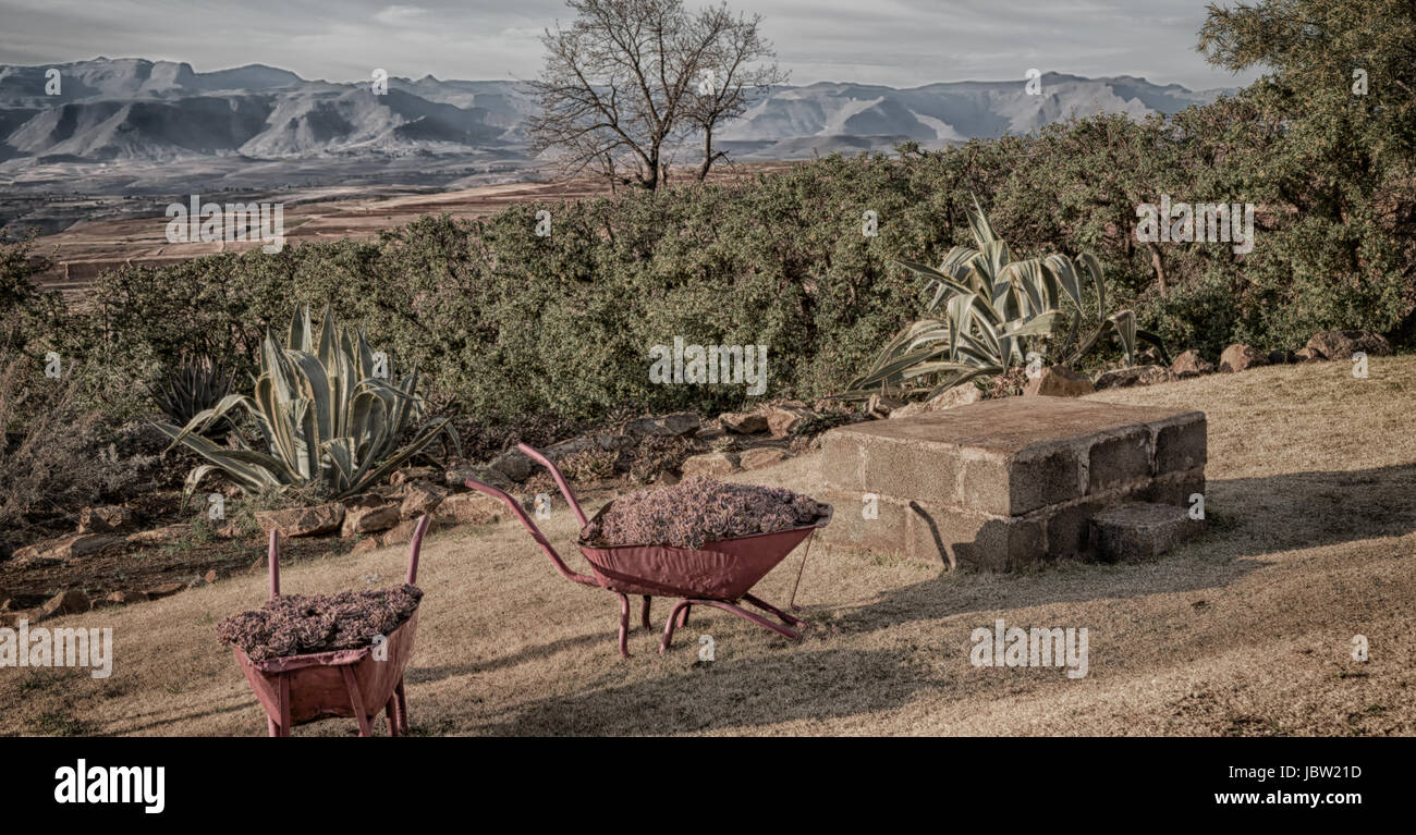in lesotho africa the wheelbarrow near plant and cactus like nature ...