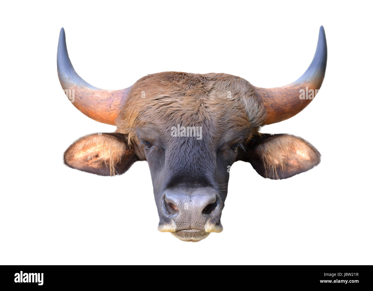 close up image of the gaur head isolated Stock Photo - Alamy