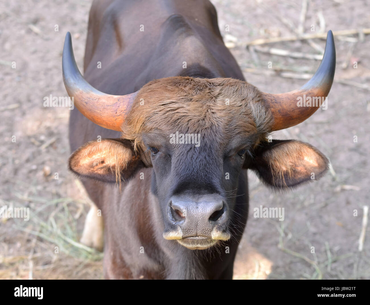 Indian gaur face hi-res stock photography and images - Alamy