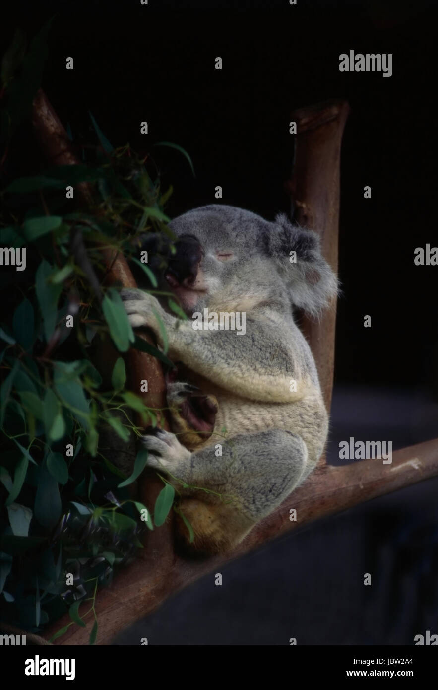 Koala resting on Eucalyptus tree Stock Photo - Alamy
