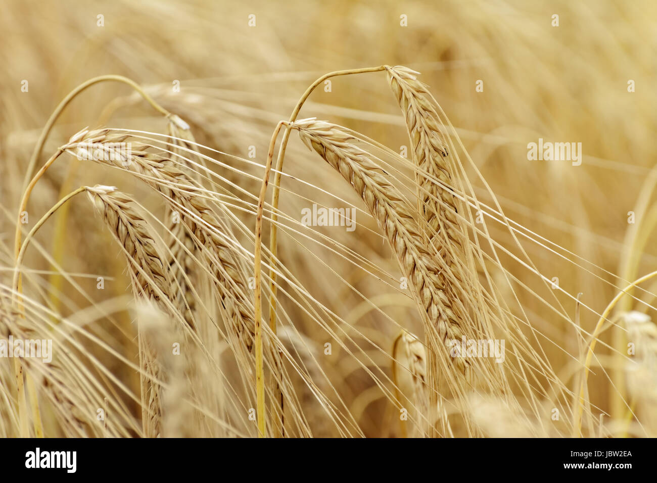 Ripening wheat field one hi-res stock photography and images - Alamy