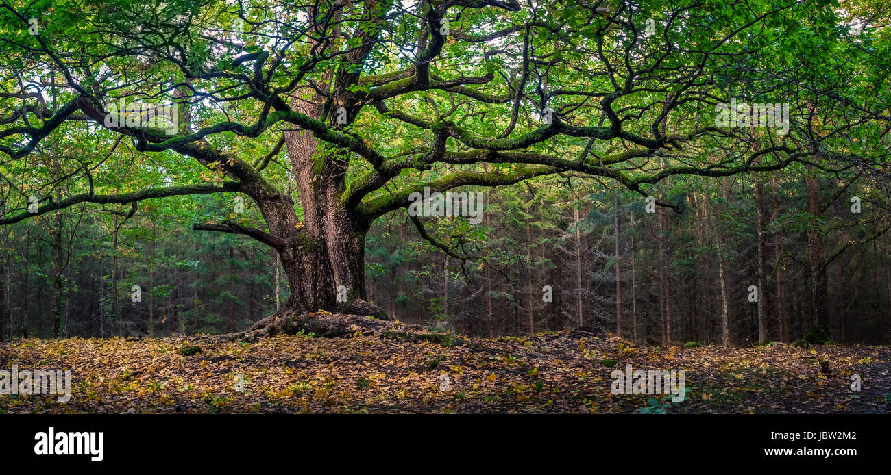 Scenic and big oak at autumn day in Finland. This oak is over 400 years ...
