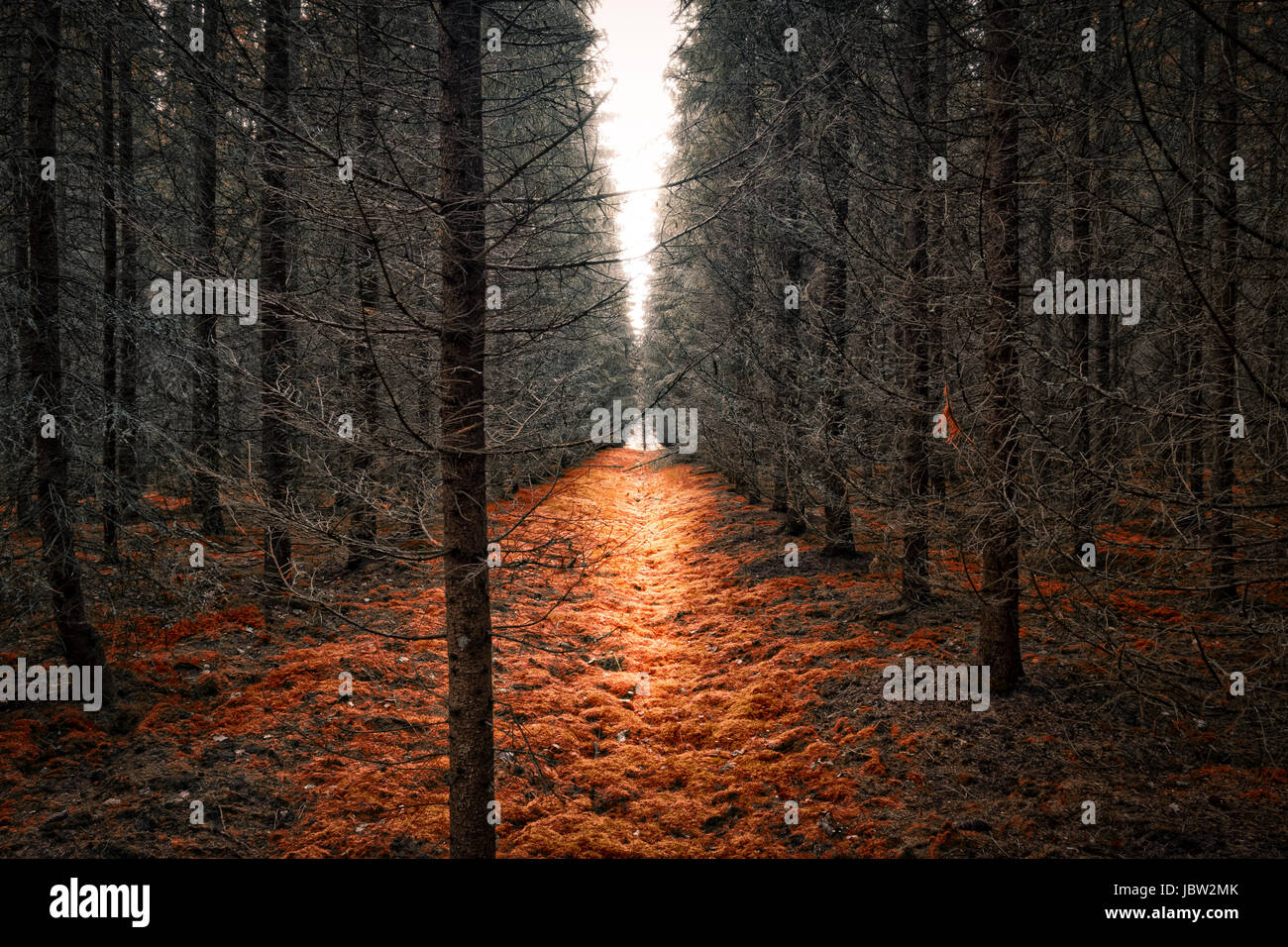 Scenic landscape with dry forest and bright light Stock Photo - Alamy
