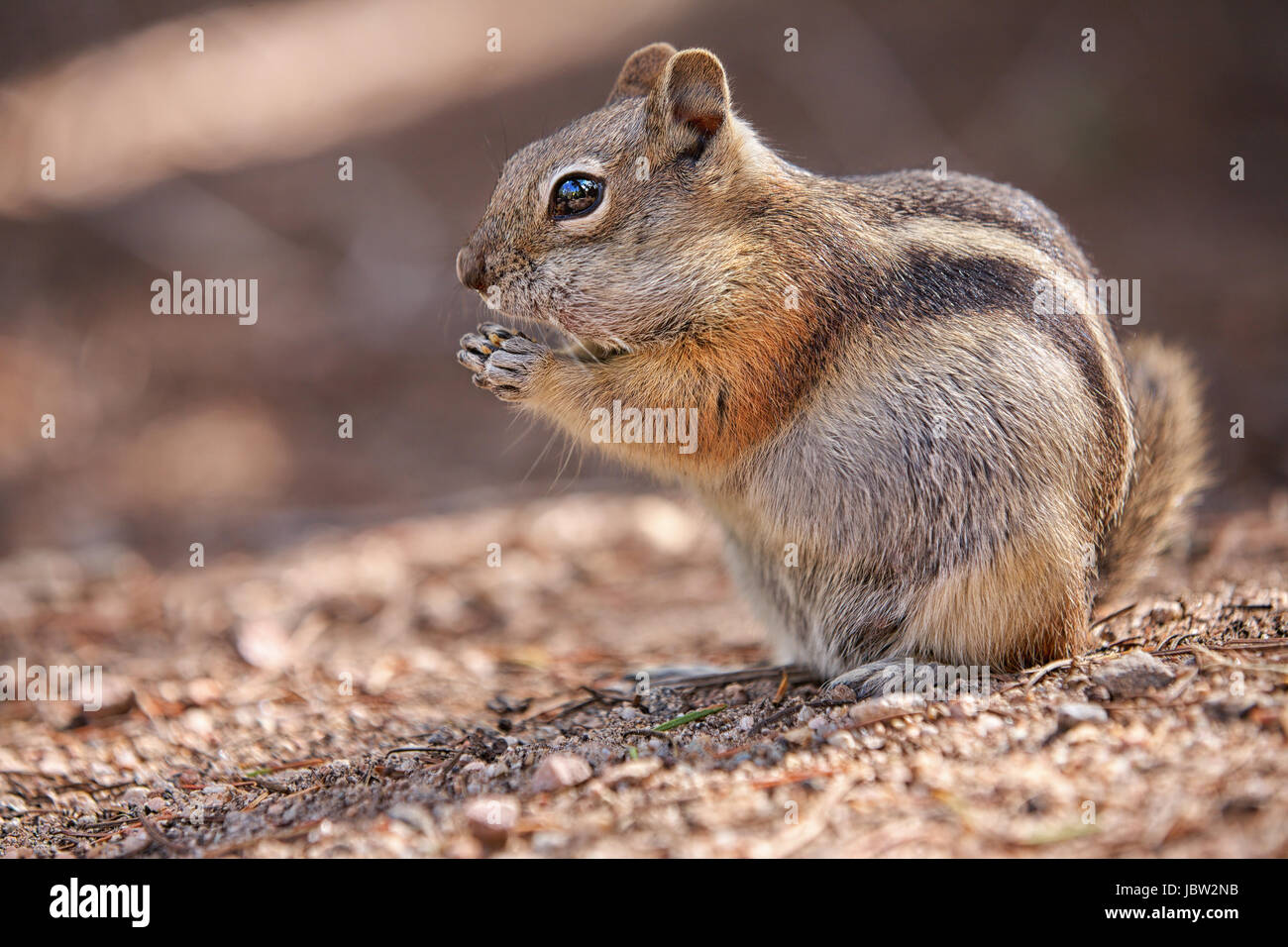 eating colorado chipmunk in the Rocky Mountain National Park, USA Stock ...