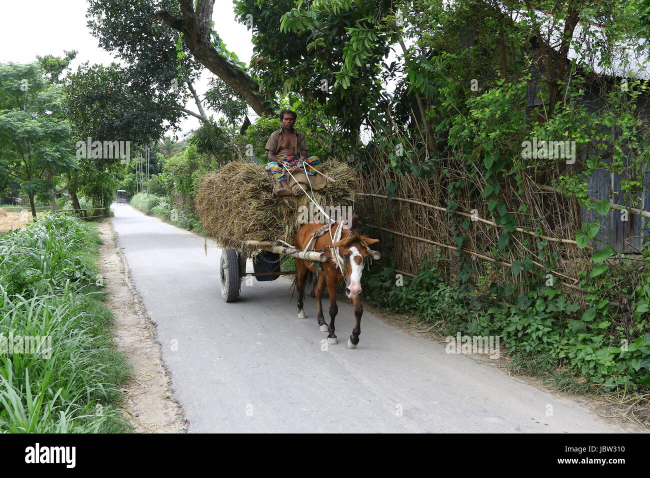 Paddy transporting with horse carriages in Dhaka Stock Photo - Alamy