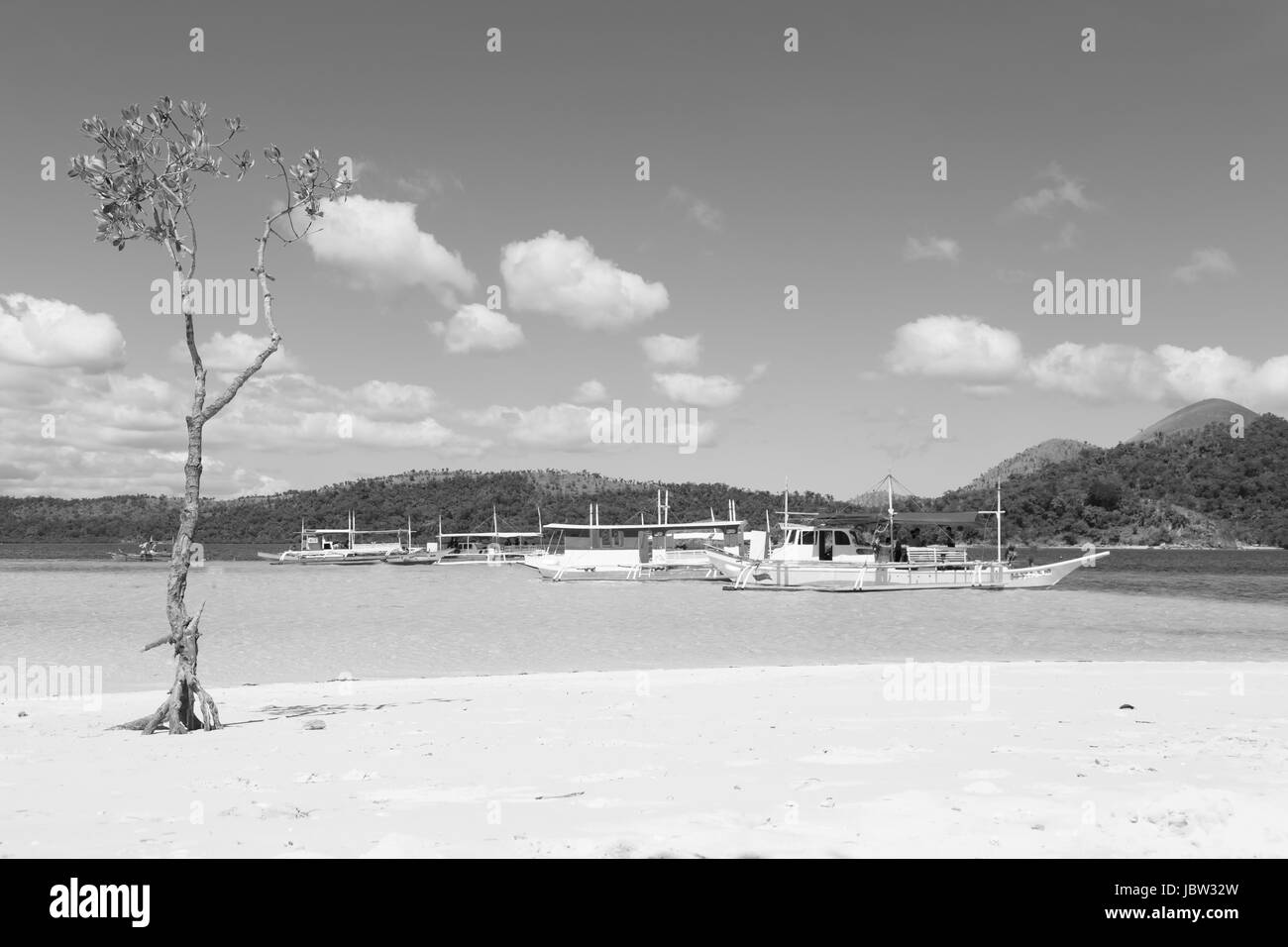 Philippines palawan tree roots Black and White Stock Photos & Images ...