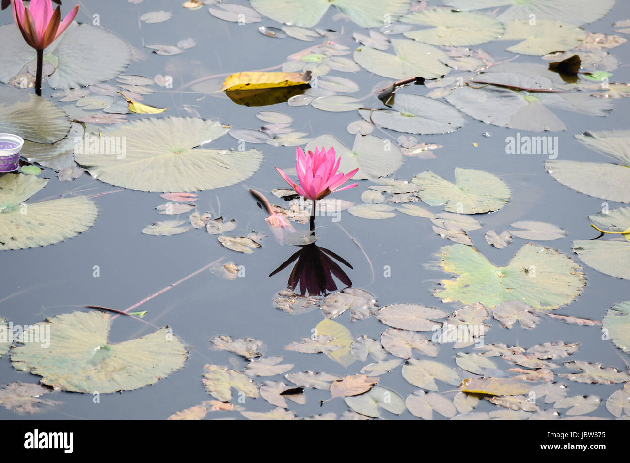 Sapla hi-res stock photography and images - Alamy