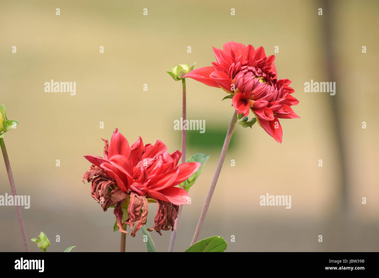 Romantic flower animation hi-res stock photography and images - Alamy