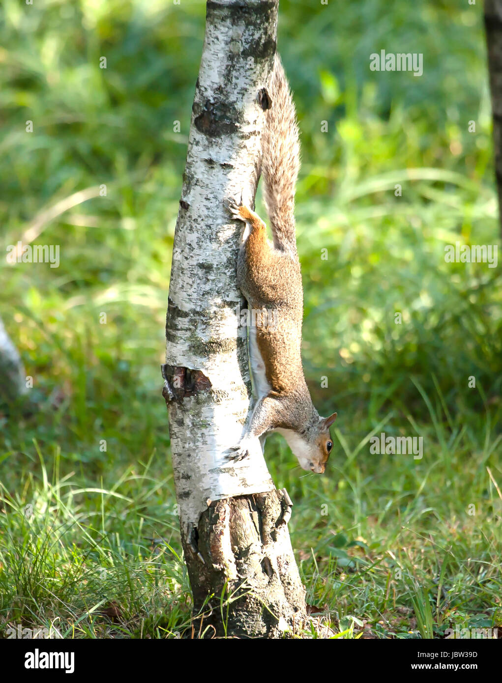 Squirrel Descending Tree Stock Photo - Alamy