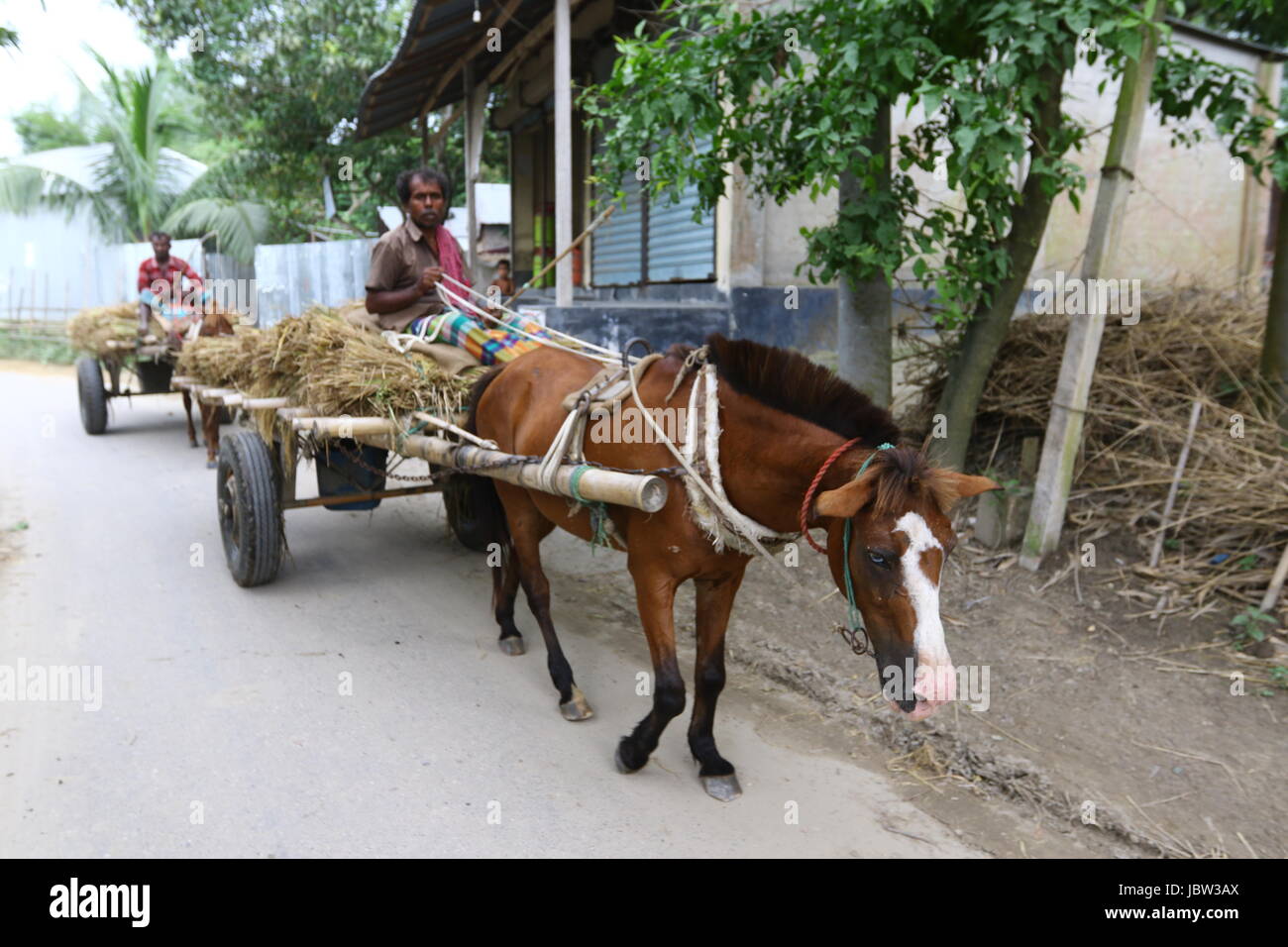 Paddy transporting with horse carriages in Dhaka Stock Photo - Alamy