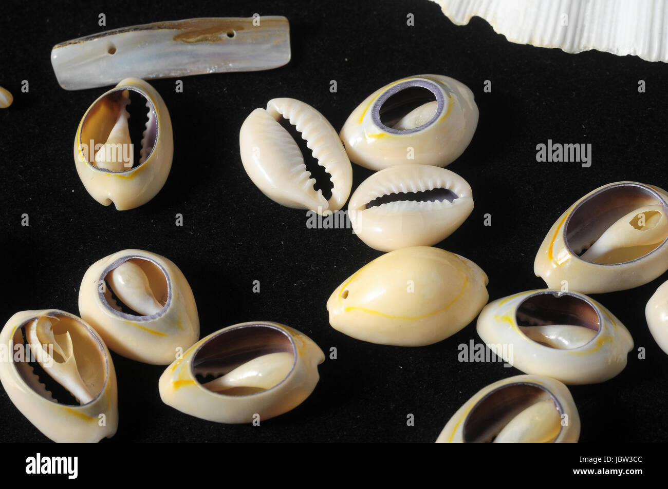 Tusk Shell High Resolution Stock Photography and Images - Alamy