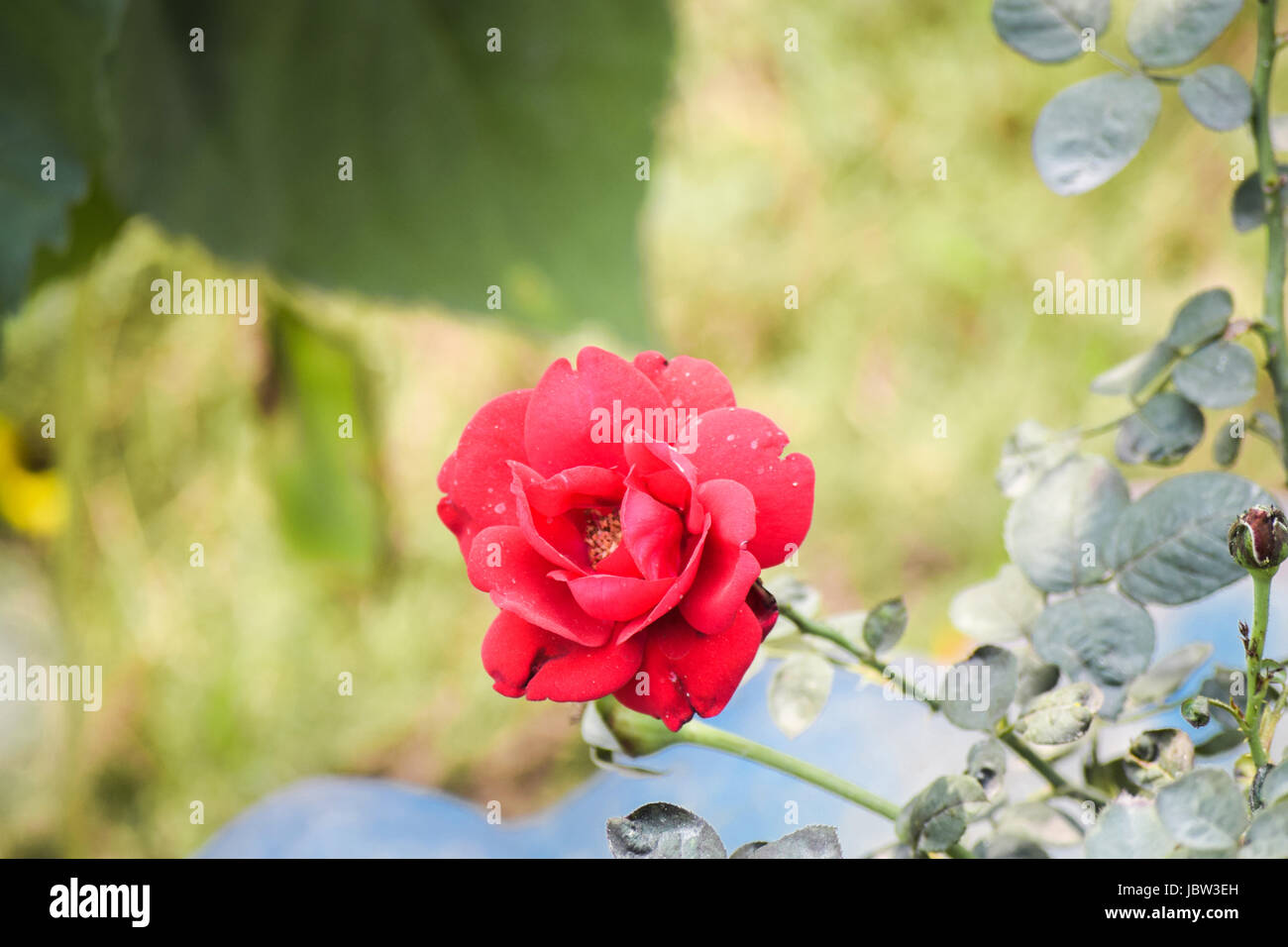 Tuberose flower hi-res stock photography and images - Alamy
