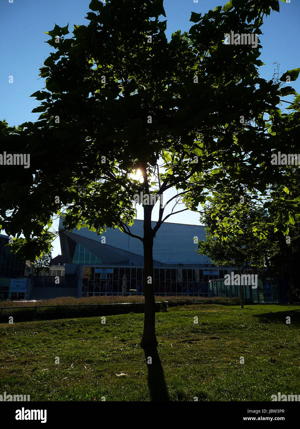 a tree against the sun Stock Photo - Alamy