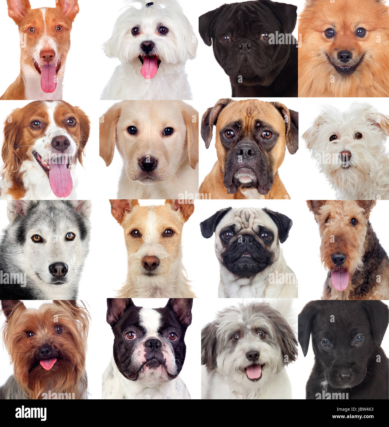 Collage with many dogs isolated on a white background Stock Photo - Alamy