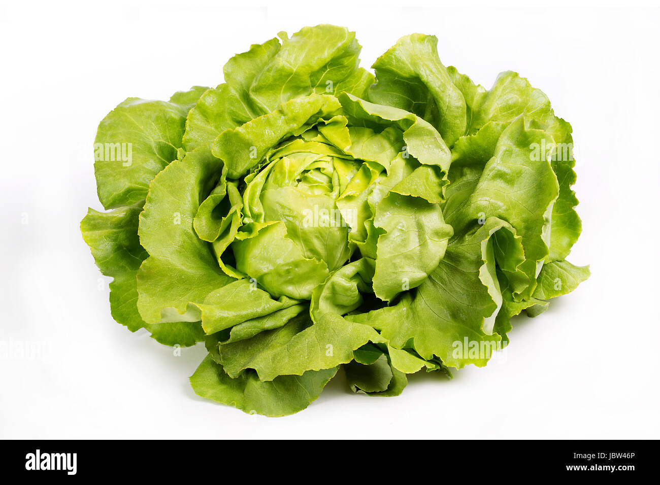 Beautiful green and healthy lettuce on white background Stock Photo - Alamy