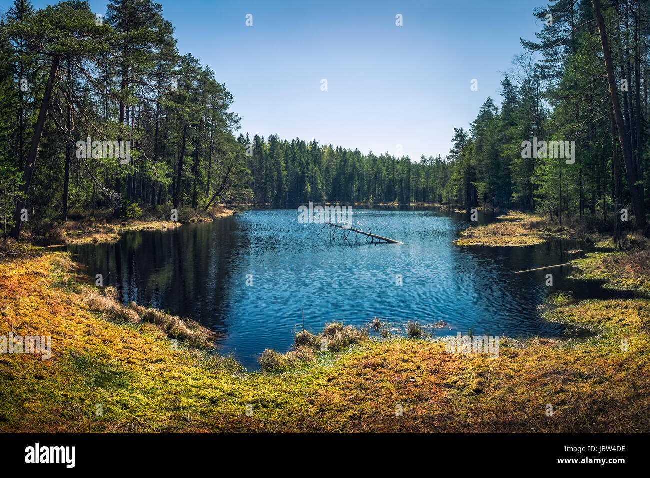 Lush swamp at bright summer day Stock Photo - Alamy