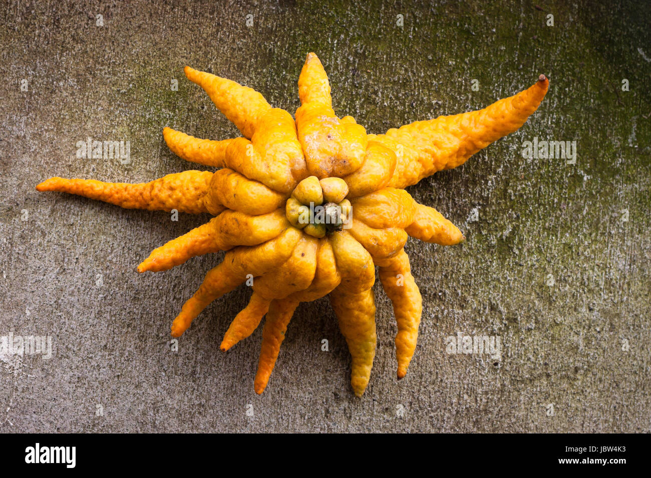 Buddha's hand citron fruit Stock Photo - Alamy