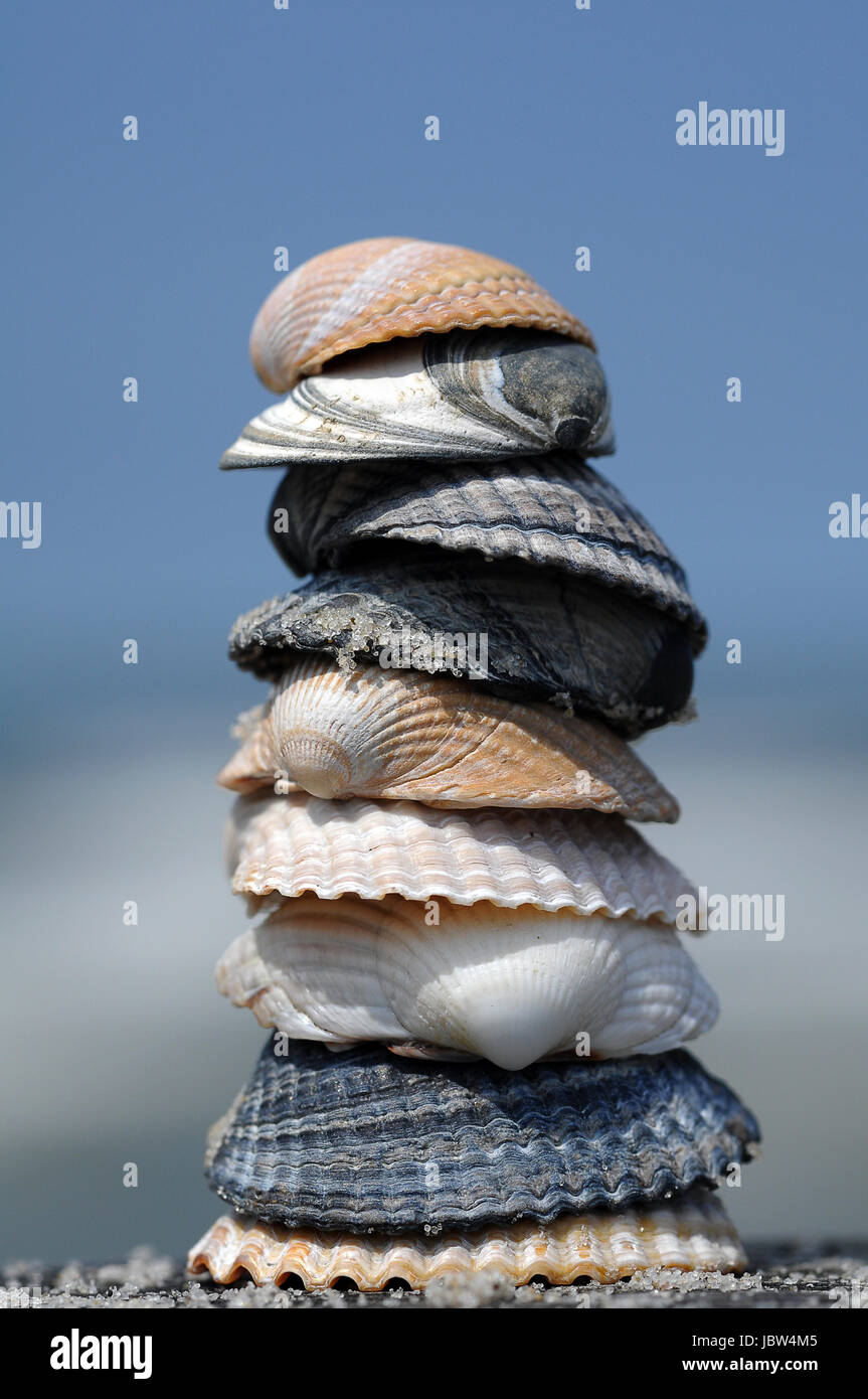 Nordseemuscheln hi-res stock photography and images - Alamy