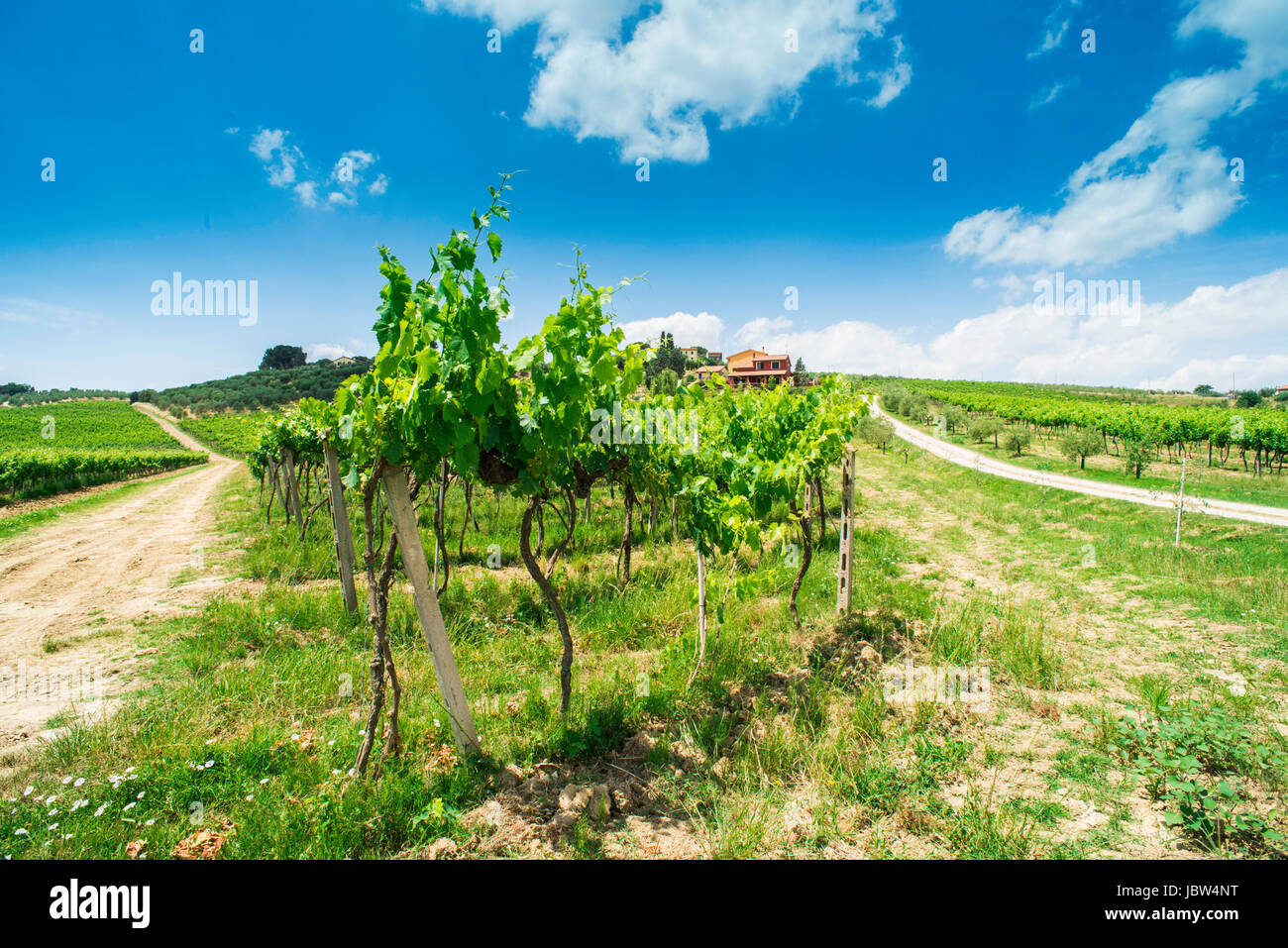 Vine plantations farmhouse in hi-res stock photography and images - Alamy