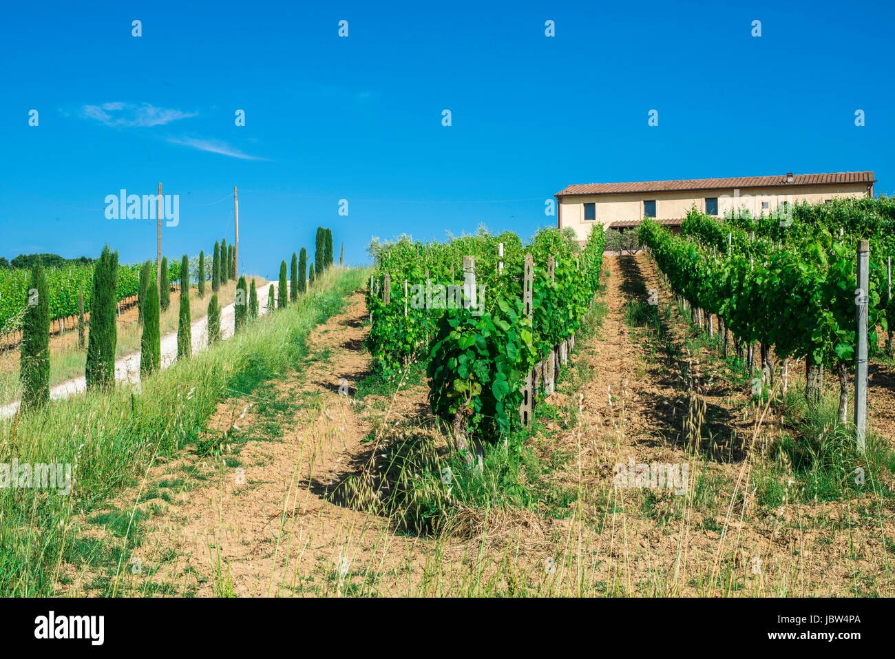 Vine plantations farmhouse in hi-res stock photography and images - Alamy