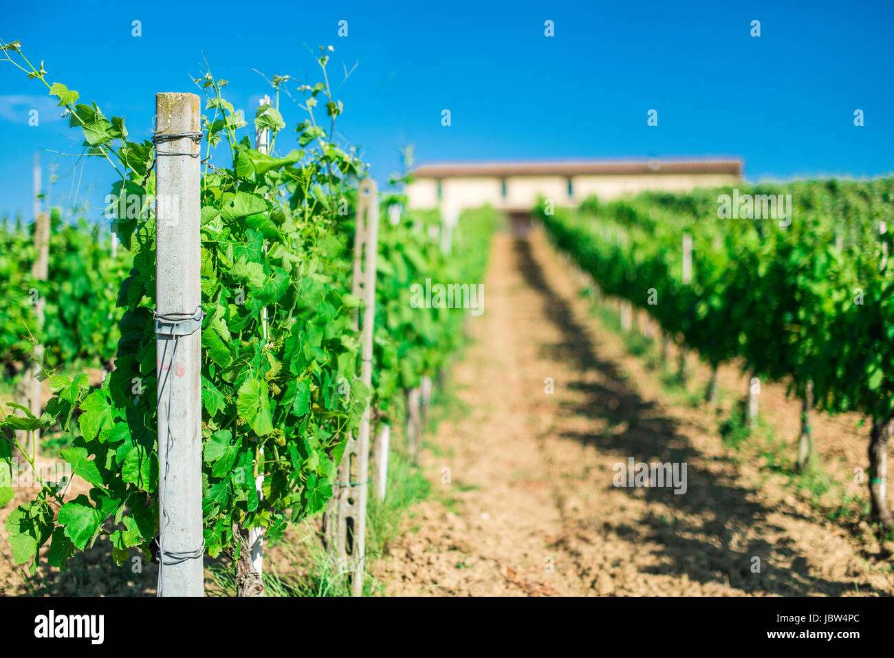 Vine plantations and farmhouse in Tuscany, Italy Stock Photo - Alamy