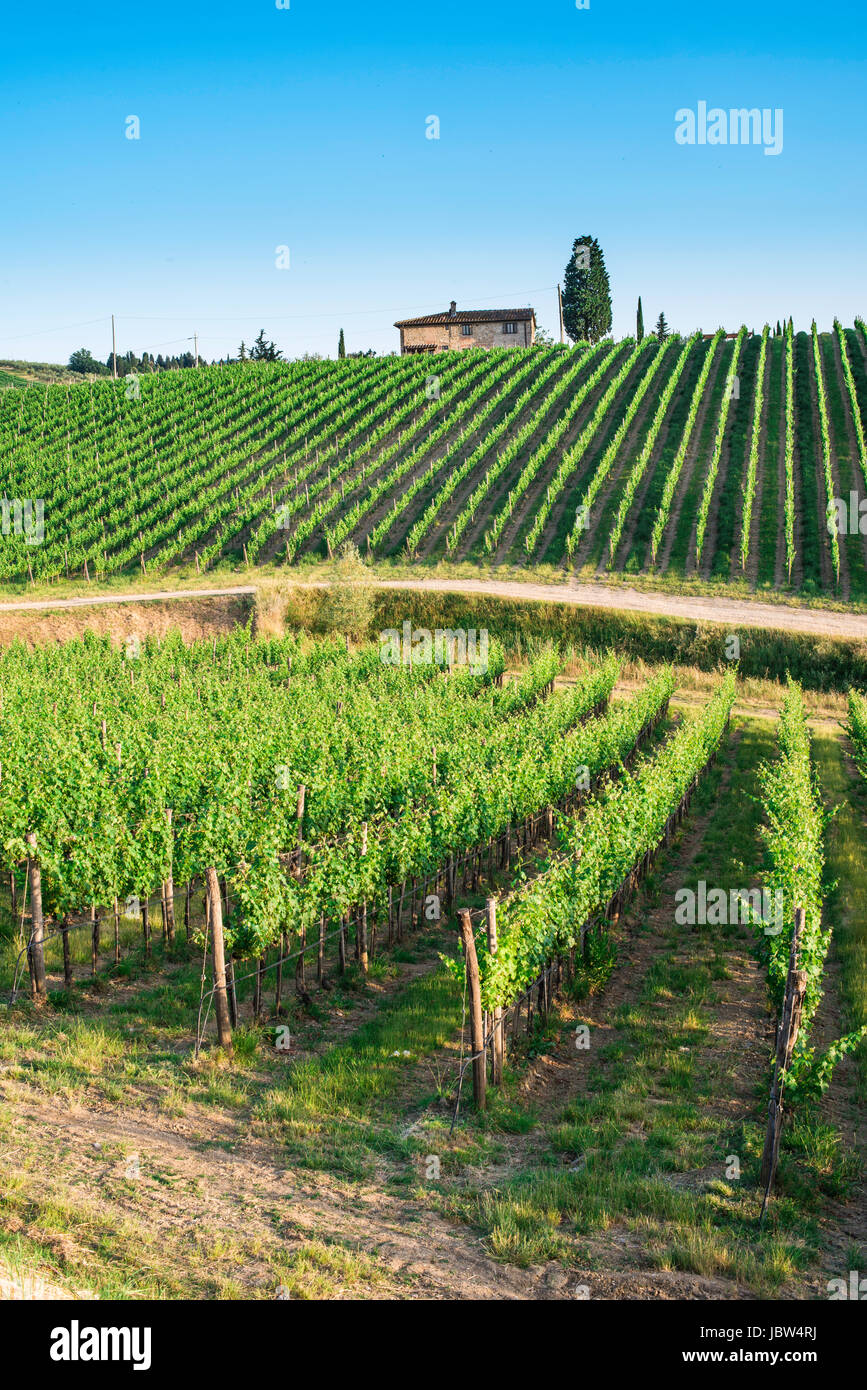 Vineyards in Tuscany. Farm house Stock Photo - Alamy