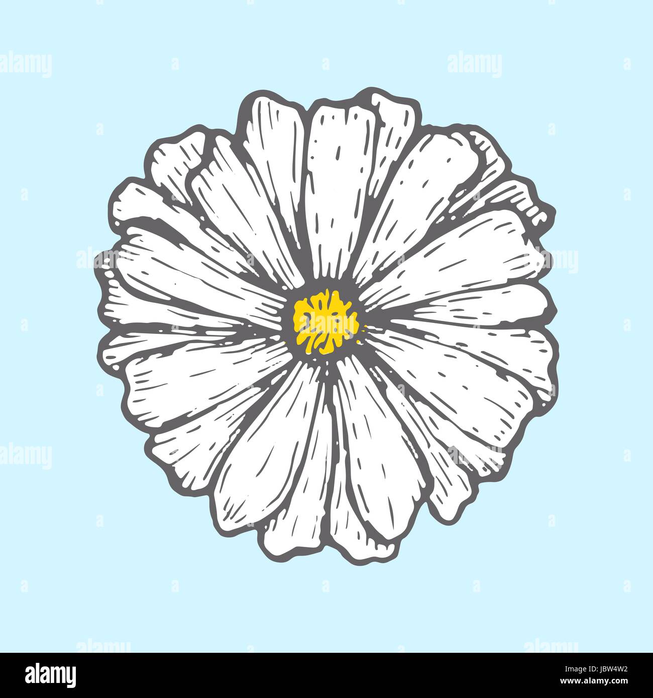 chamomile isolated on blue background. Simple botanical illustrations ...
