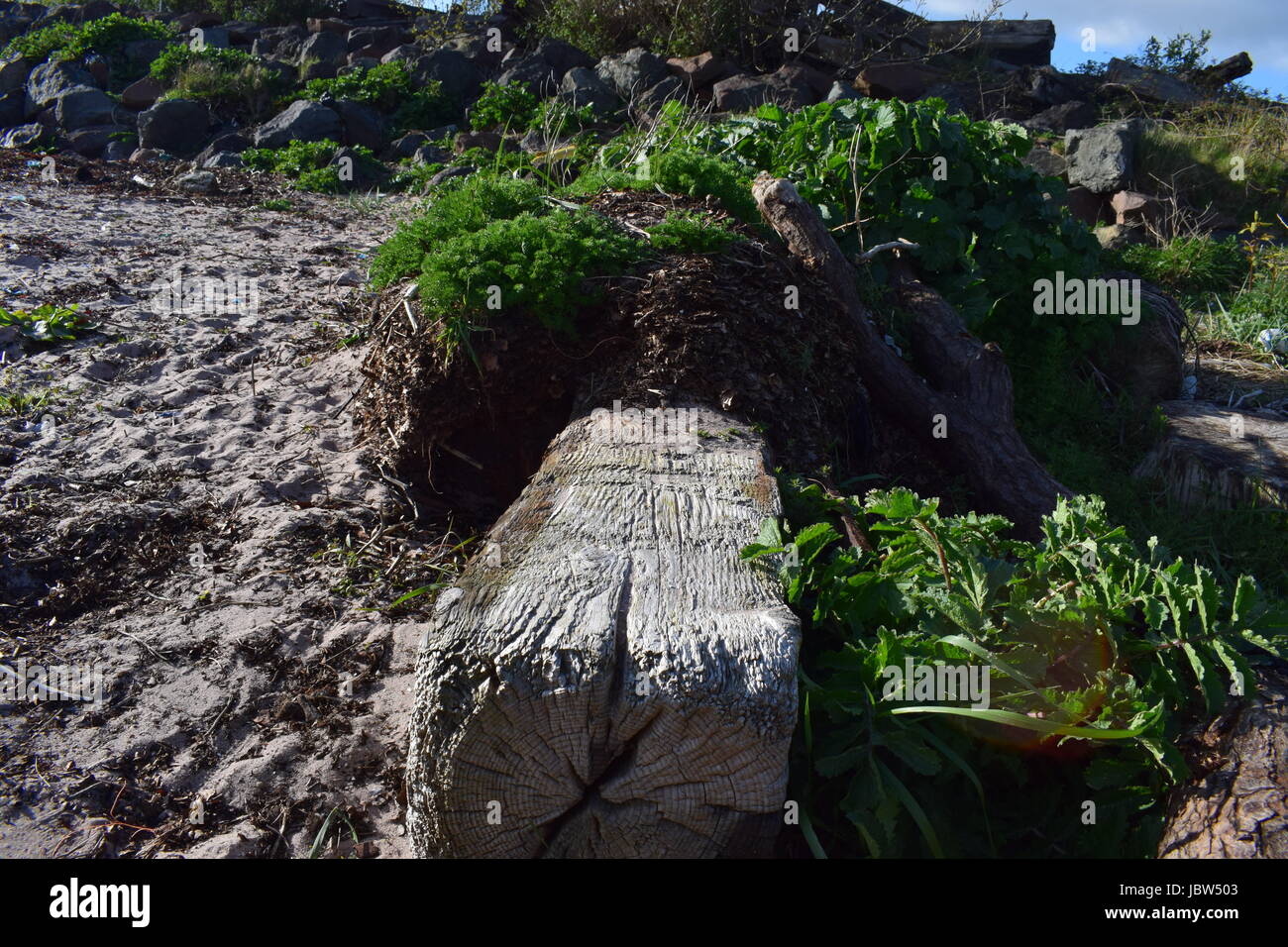 A log on a beach Stock Photo - Alamy