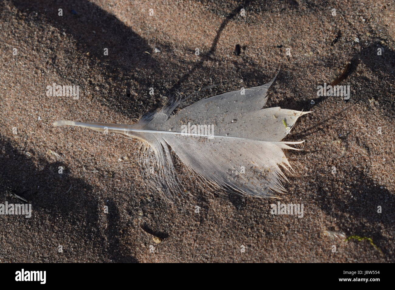 Feather on a beach hi-res stock photography and images - Alamy