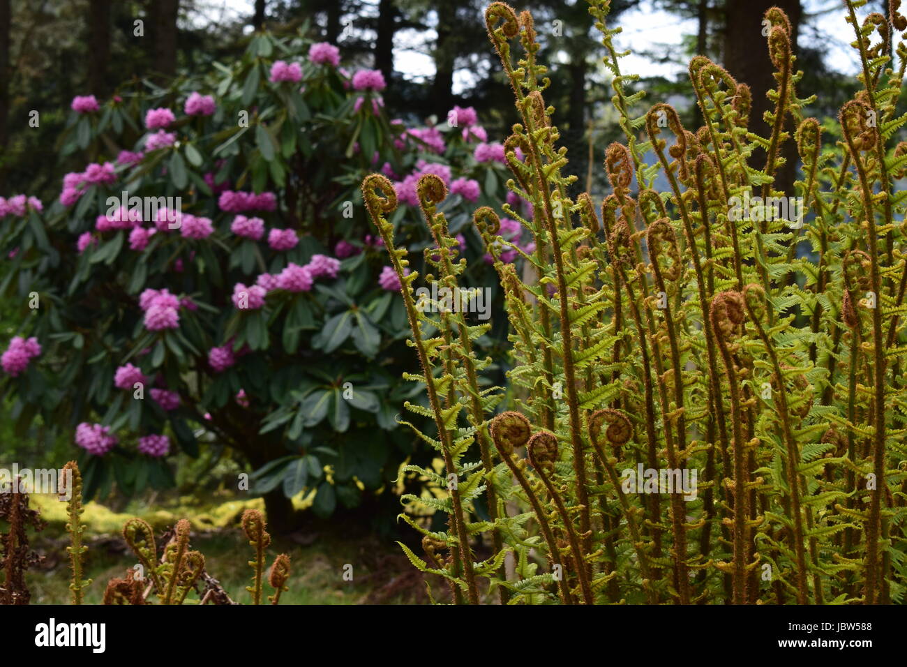 Urban forest scotland hi-res stock photography and images - Alamy