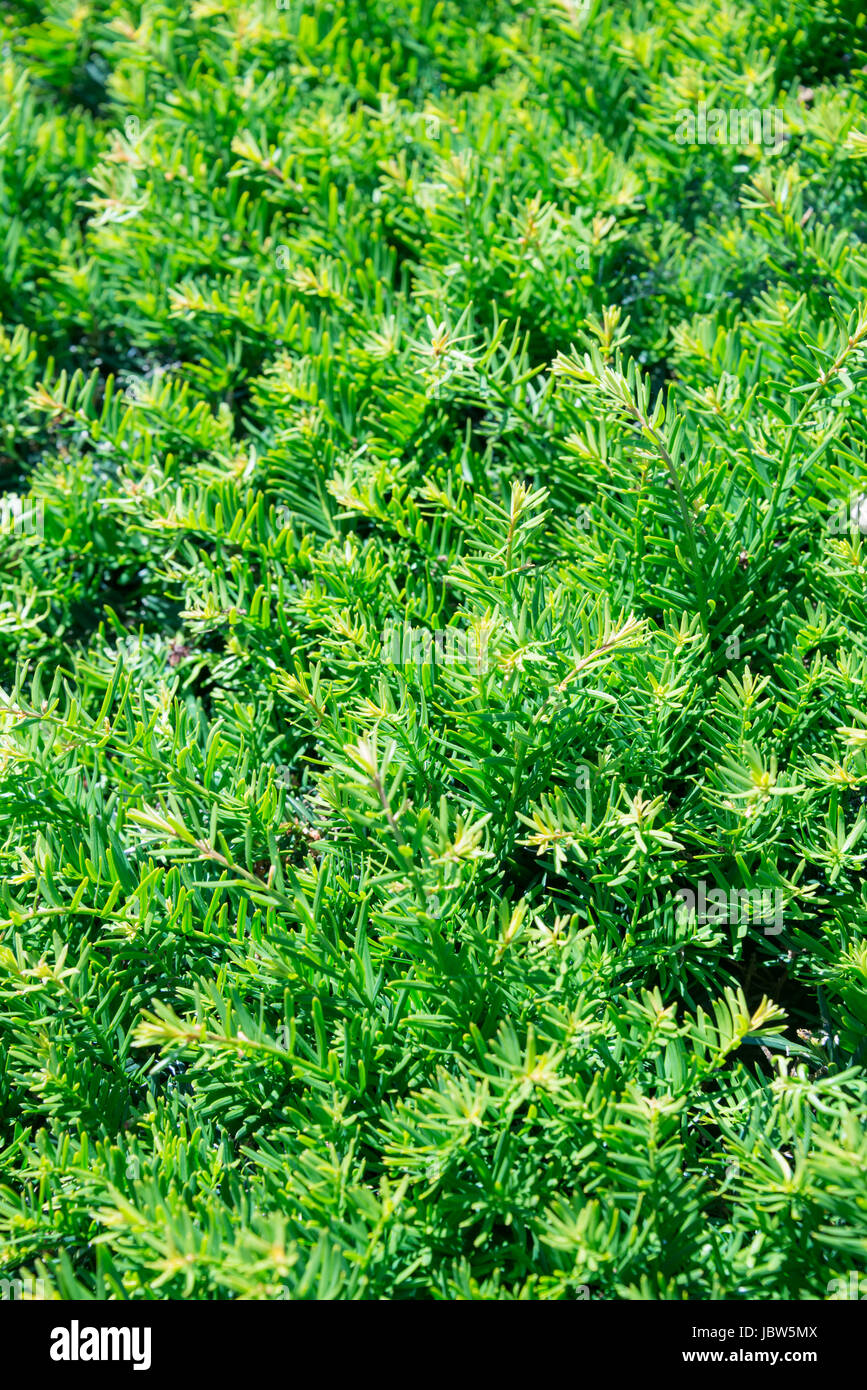 Conifer bush in Denmark in the summer Stock Photo - Alamy