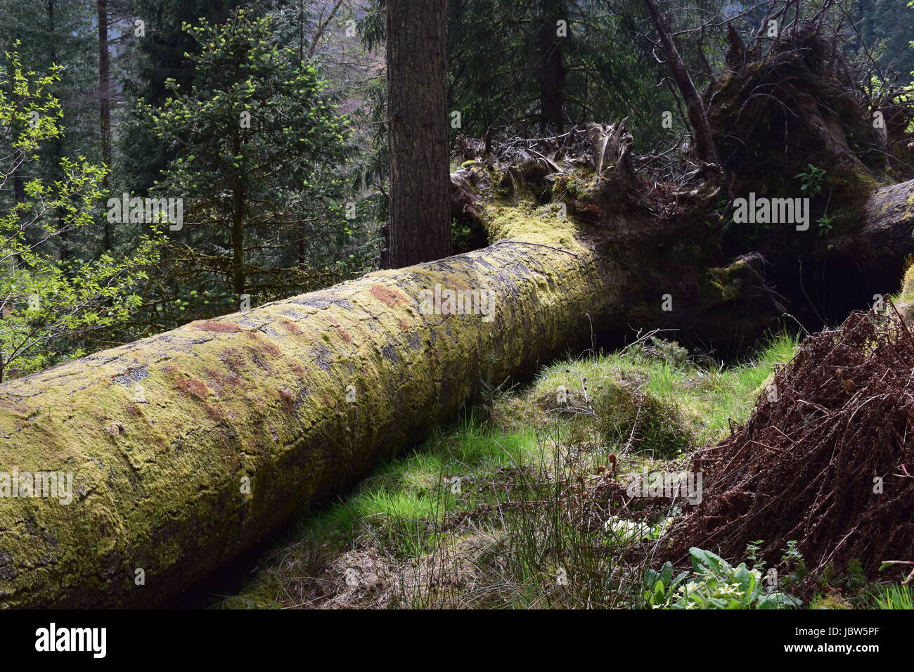 Logging views hi-res stock photography and images - Alamy