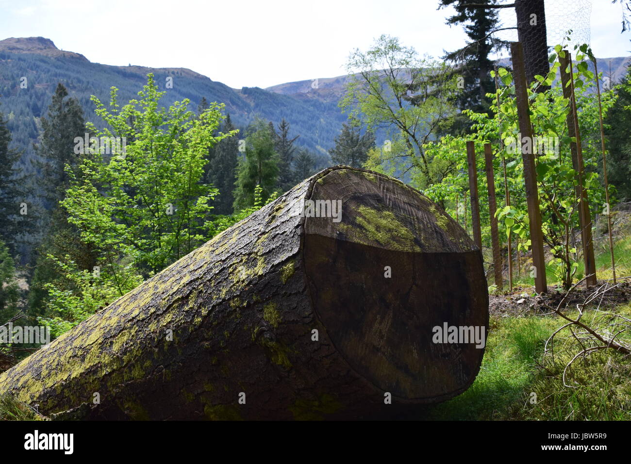 Logging views hi-res stock photography and images - Alamy