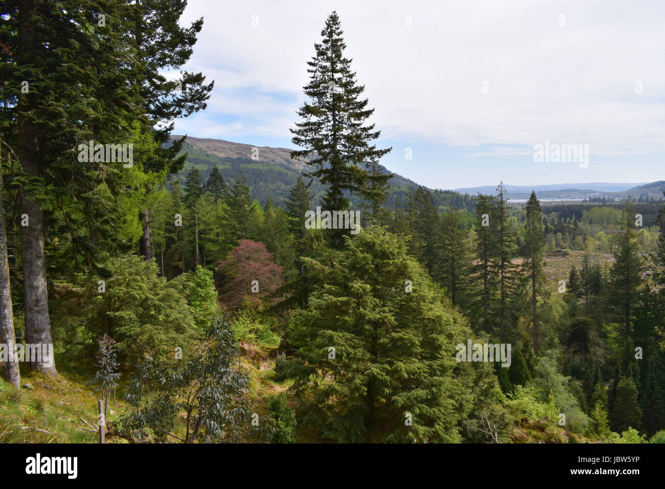 Logging views hi-res stock photography and images - Alamy
