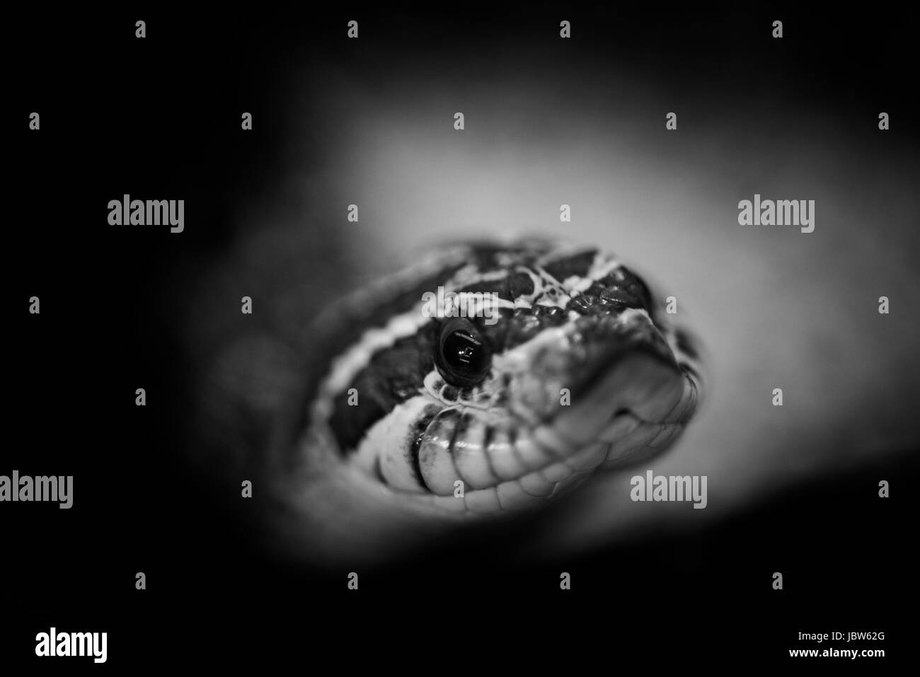 Black and white snake hi-res stock photography and images - Alamy