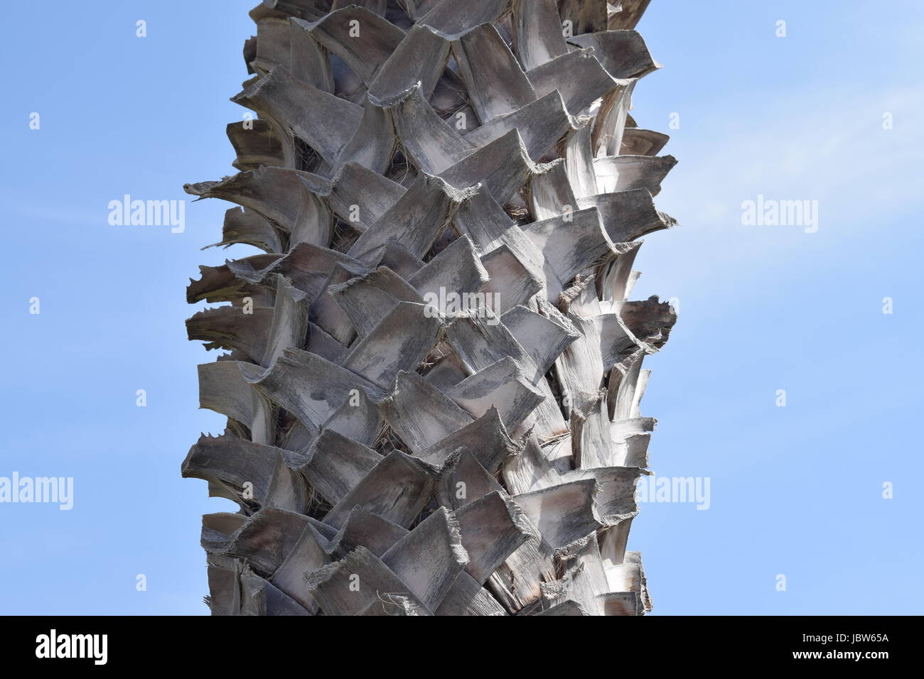 Palm tree study hi-res stock photography and images - Alamy