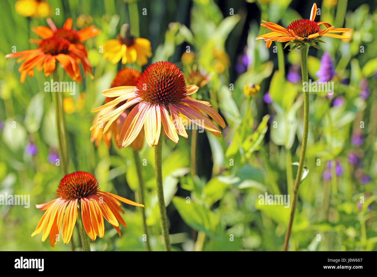 colours match the echinacea Stock Photo - Alamy