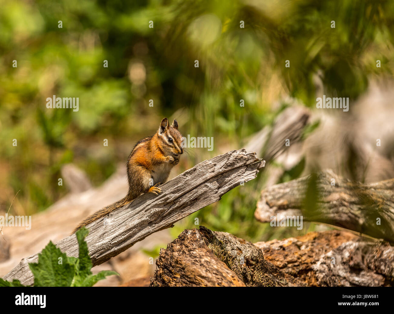 Chip munck hi-res stock photography and images - Alamy