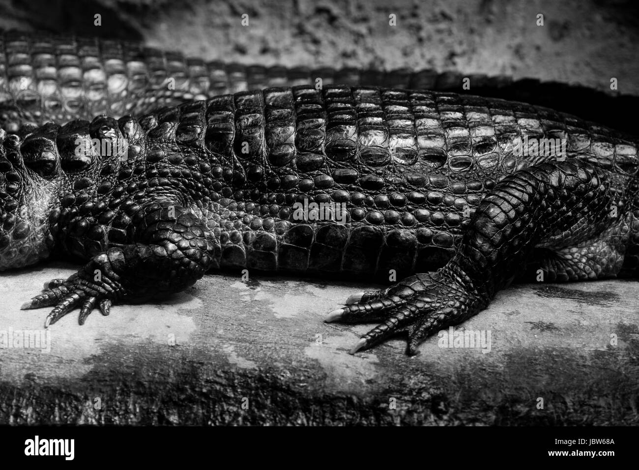 cuvier's dwarf caiman - black and white animals portraits Stock Photo ...
