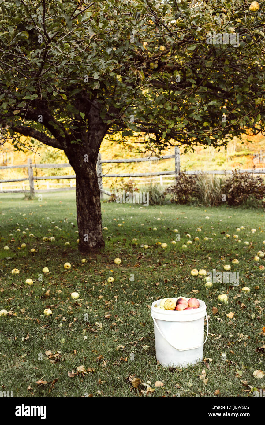 Apple tree surrounded by fallen apples, bucket full of apples in ...