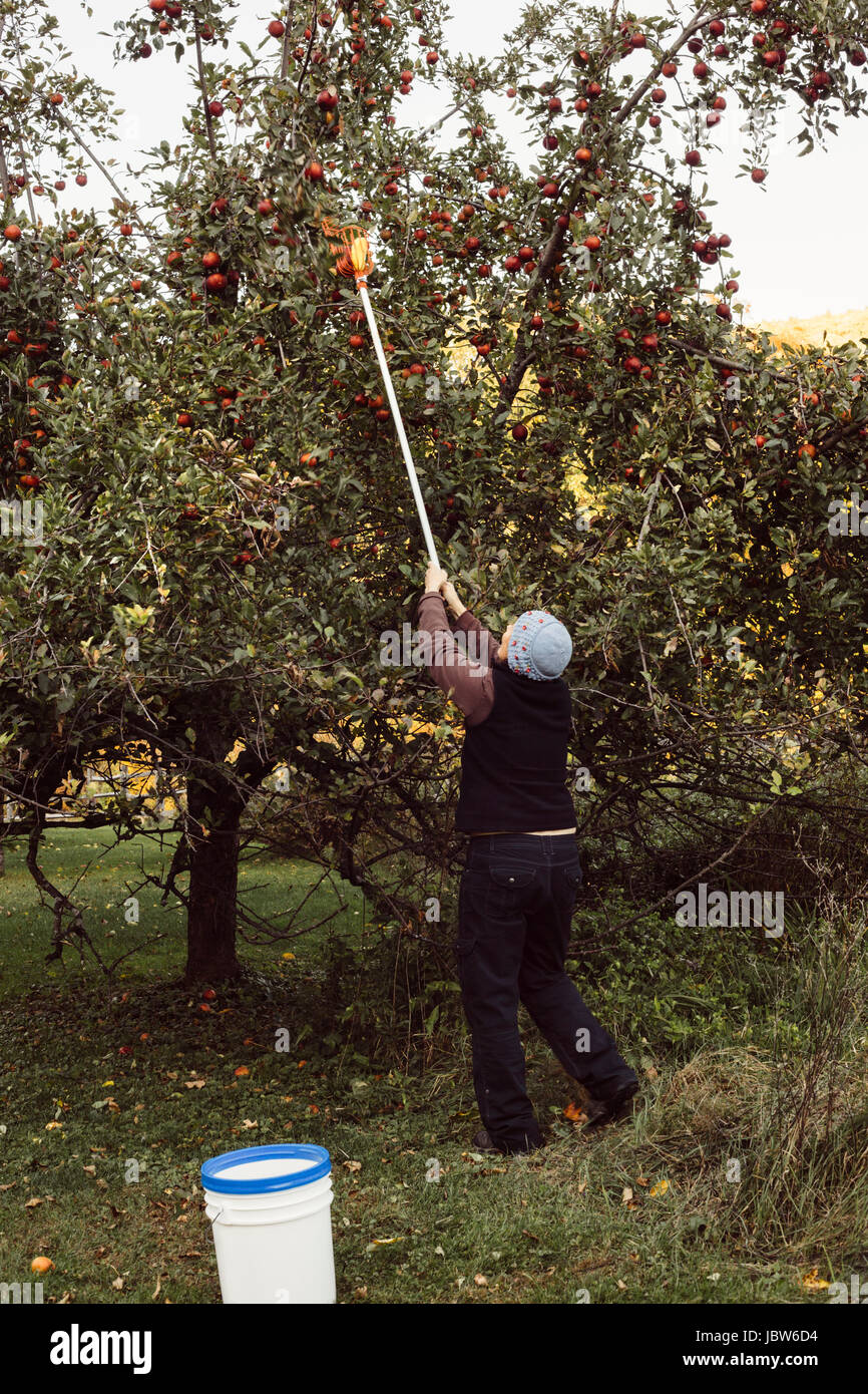 Woman picking apples from tree using fruit picker, rear view Stock ...