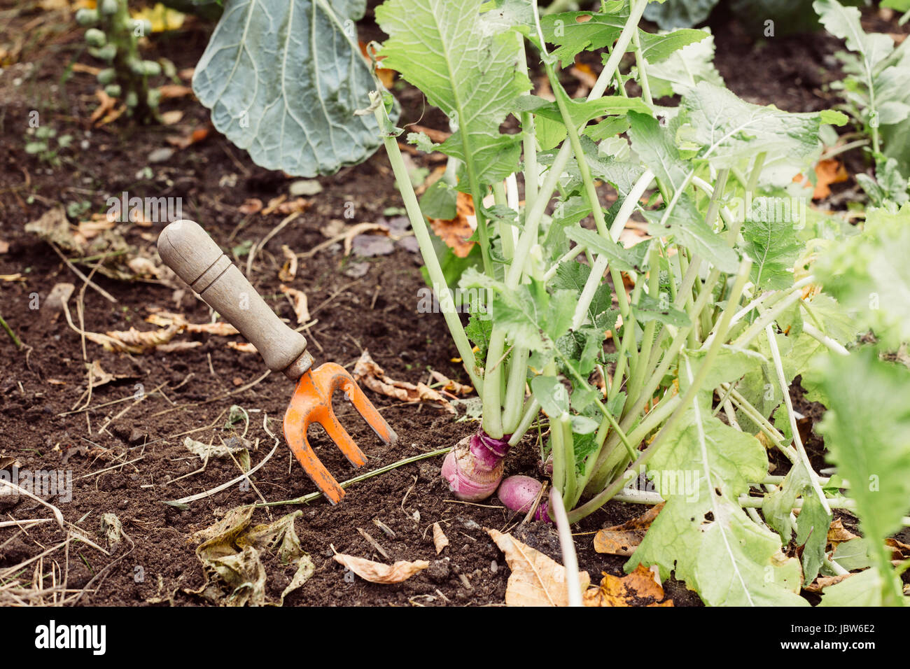 Fork in ground next to growing vegetables, close-up Stock Photo - Alamy
