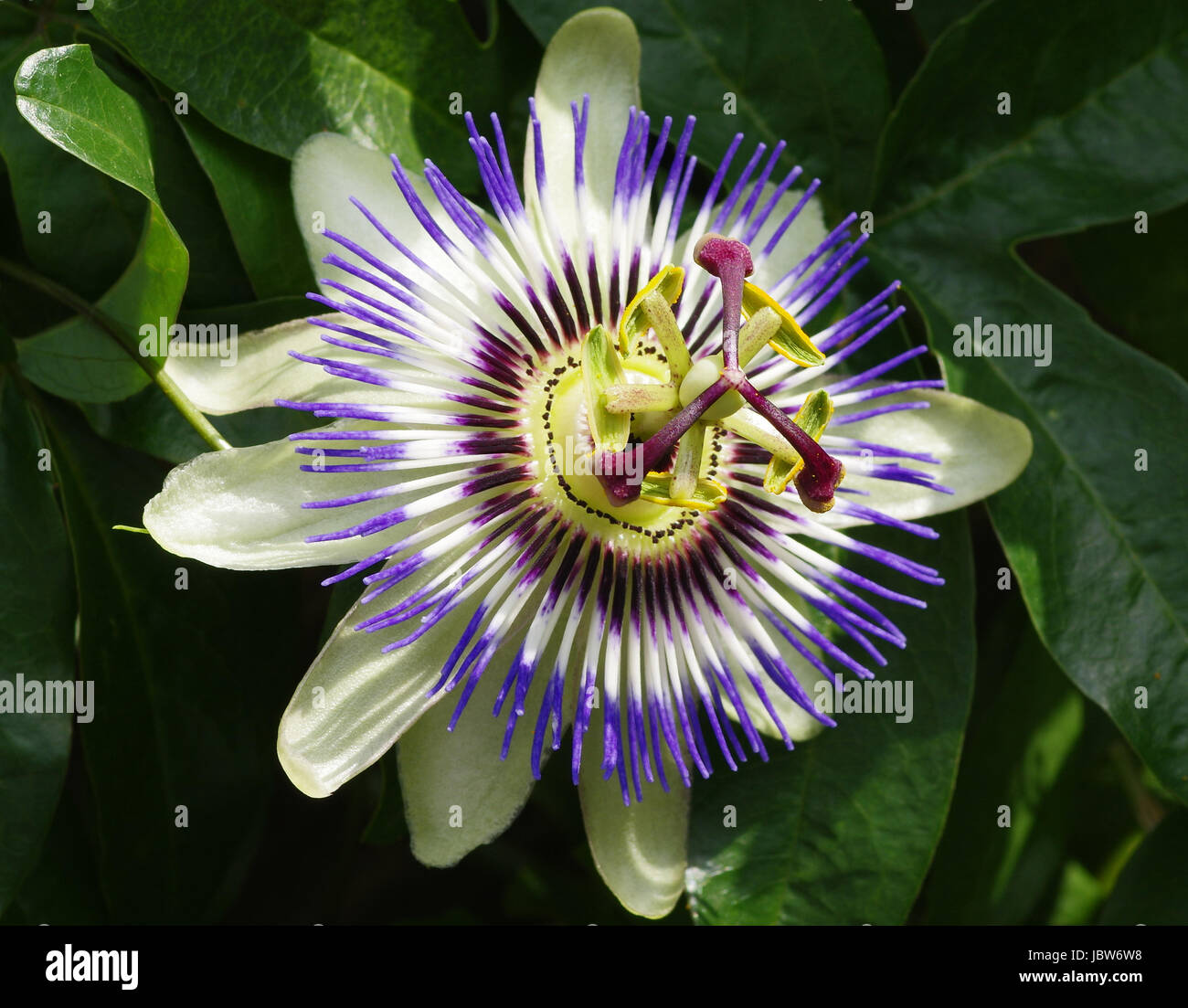 flowering of passiflora Stock Photo - Alamy