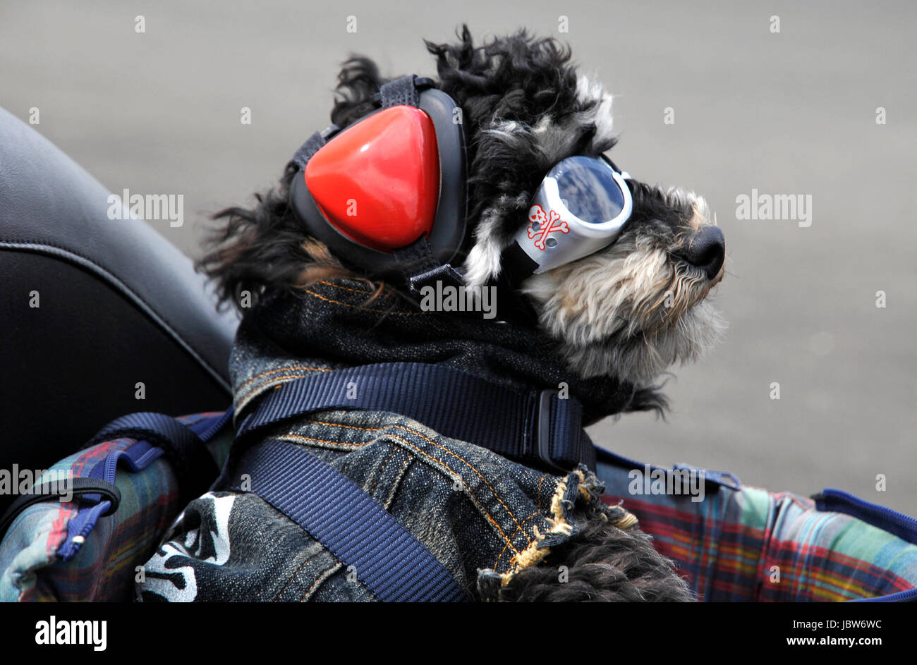 poodle on motorcycle Stock Photo - Alamy