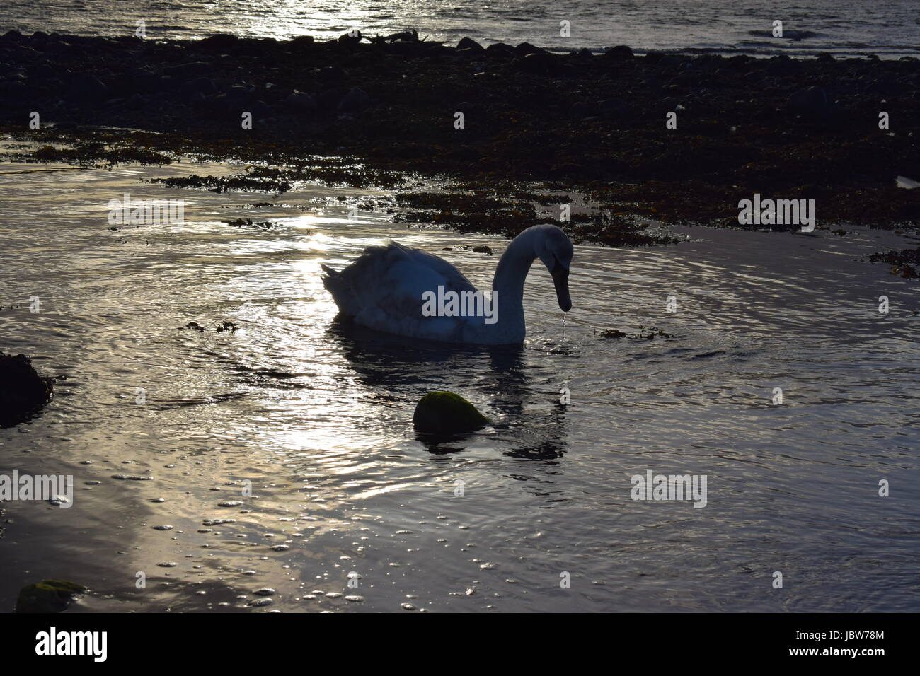 Lonely swan hi-res stock photography and images - Alamy