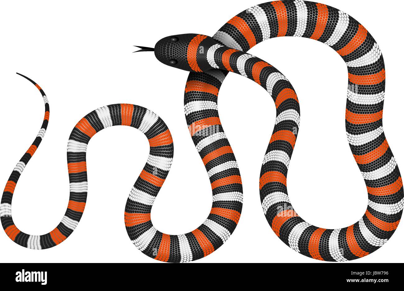 Coral snake vector illustration isolated on white background. Tropical ...