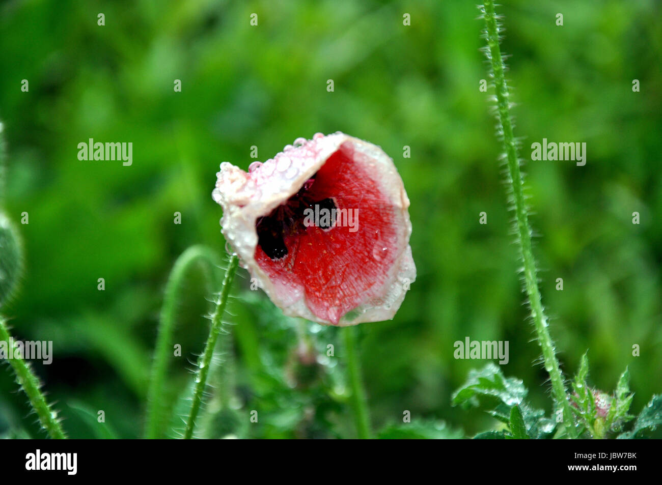poppy in cornfield Stock Photo - Alamy