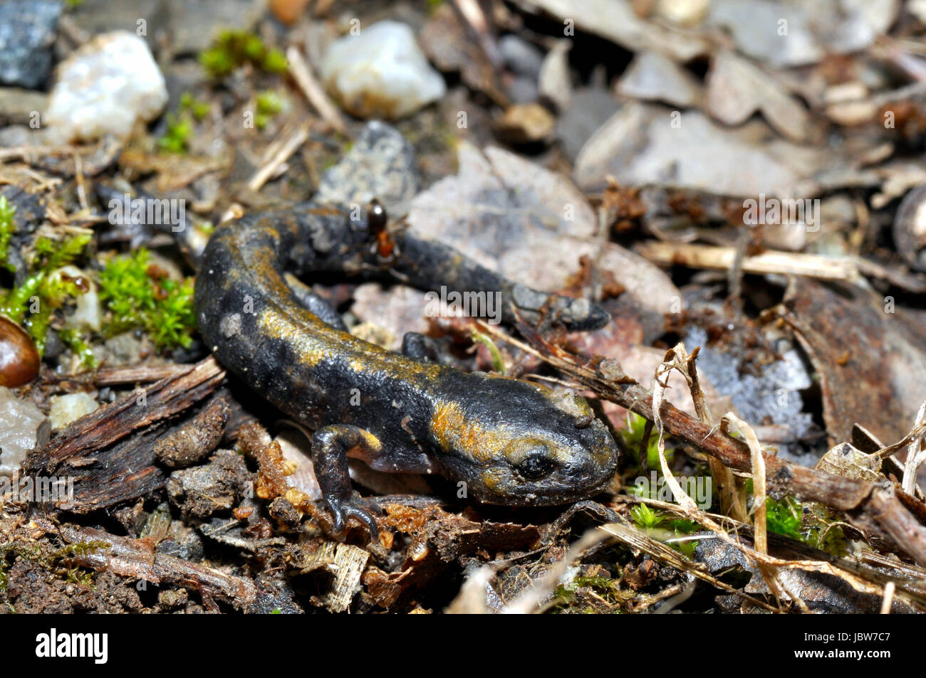 Small mouth salamander hi-res stock photography and images - Alamy